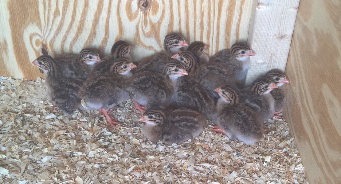 The Guinea Fowl Keets are Here | Eagle Manor