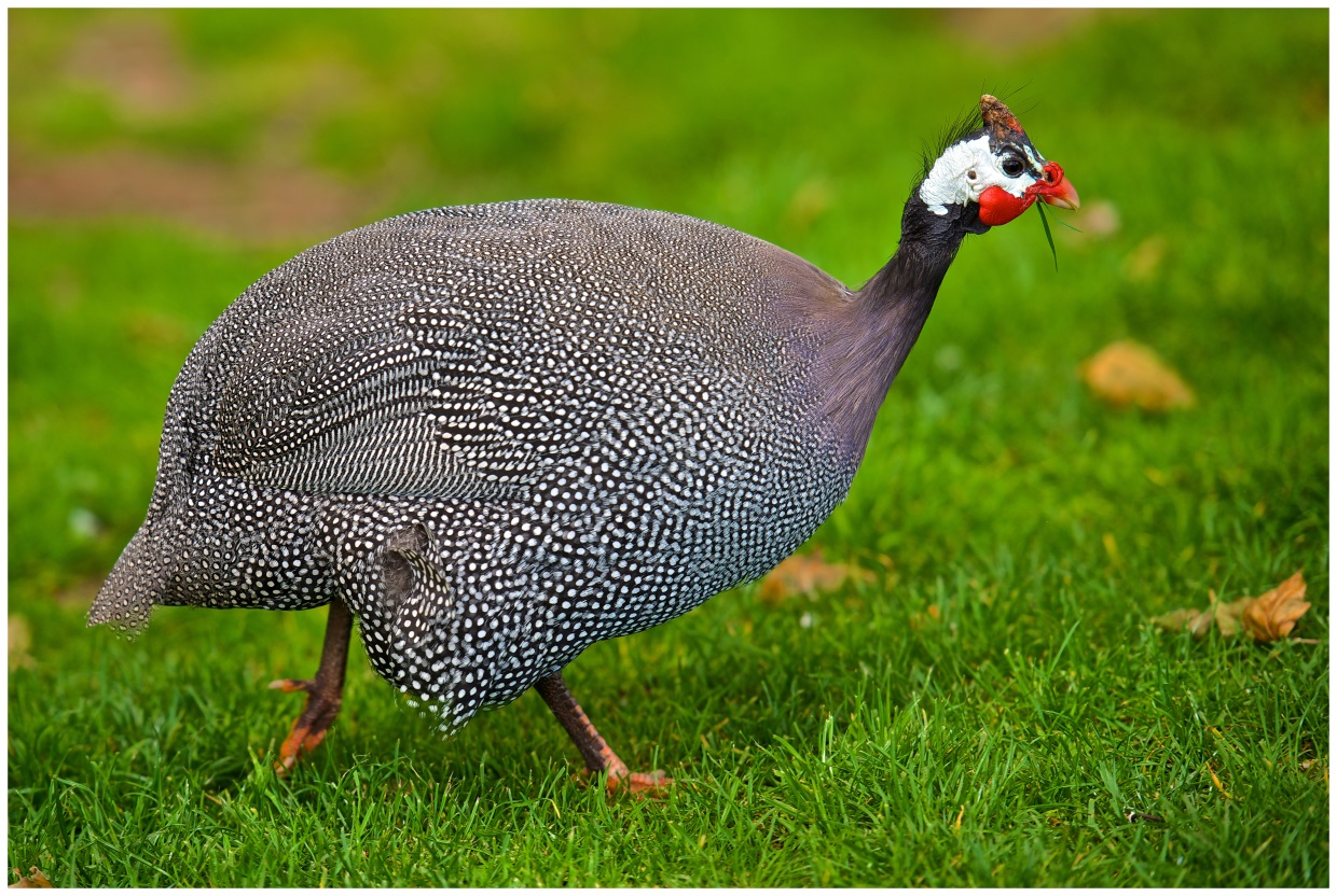 The Guinea Fowl Keets are Here | Eagle Manor